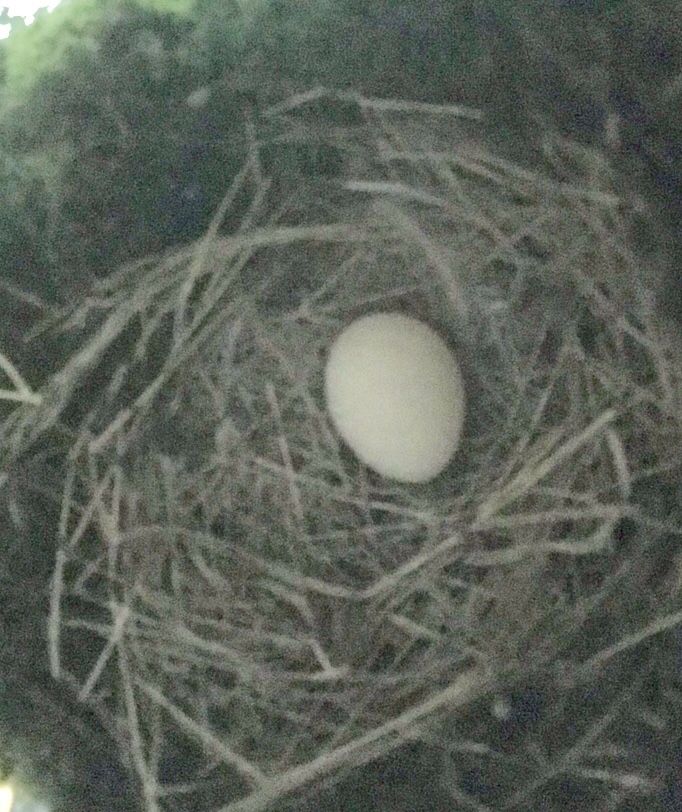 Monitoring a phoebe nest | Birds of New England.com