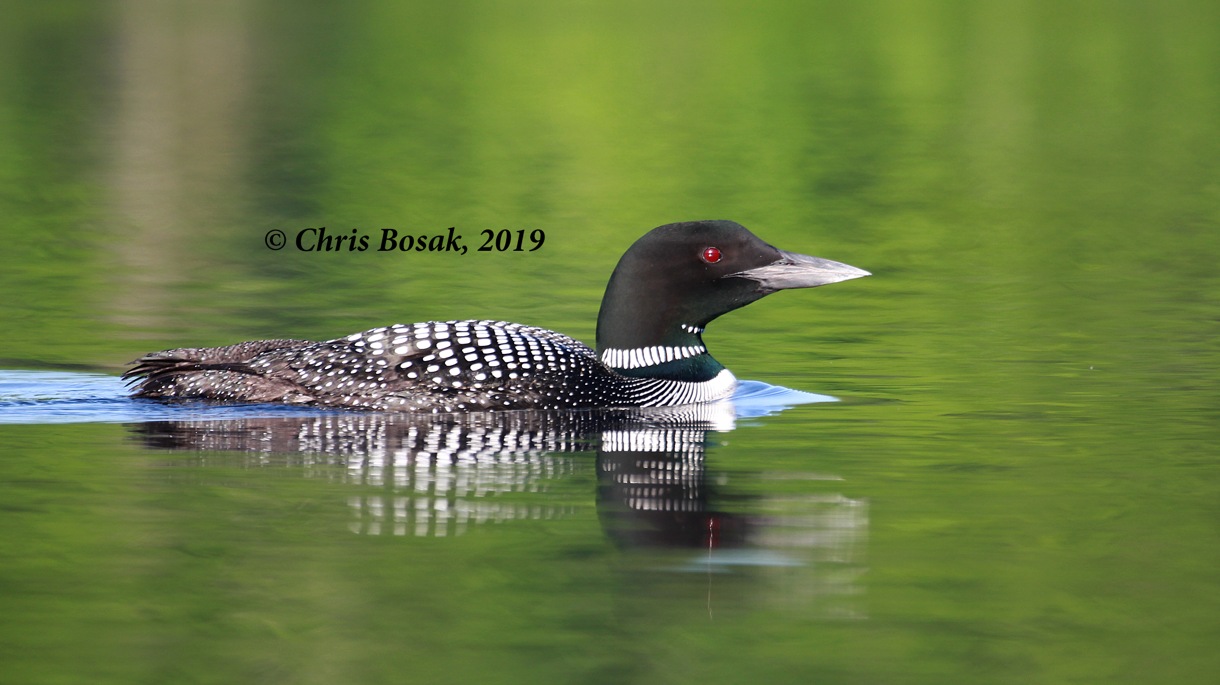 Father’s Day loon bonanza, part 5 | Birds of New England.com