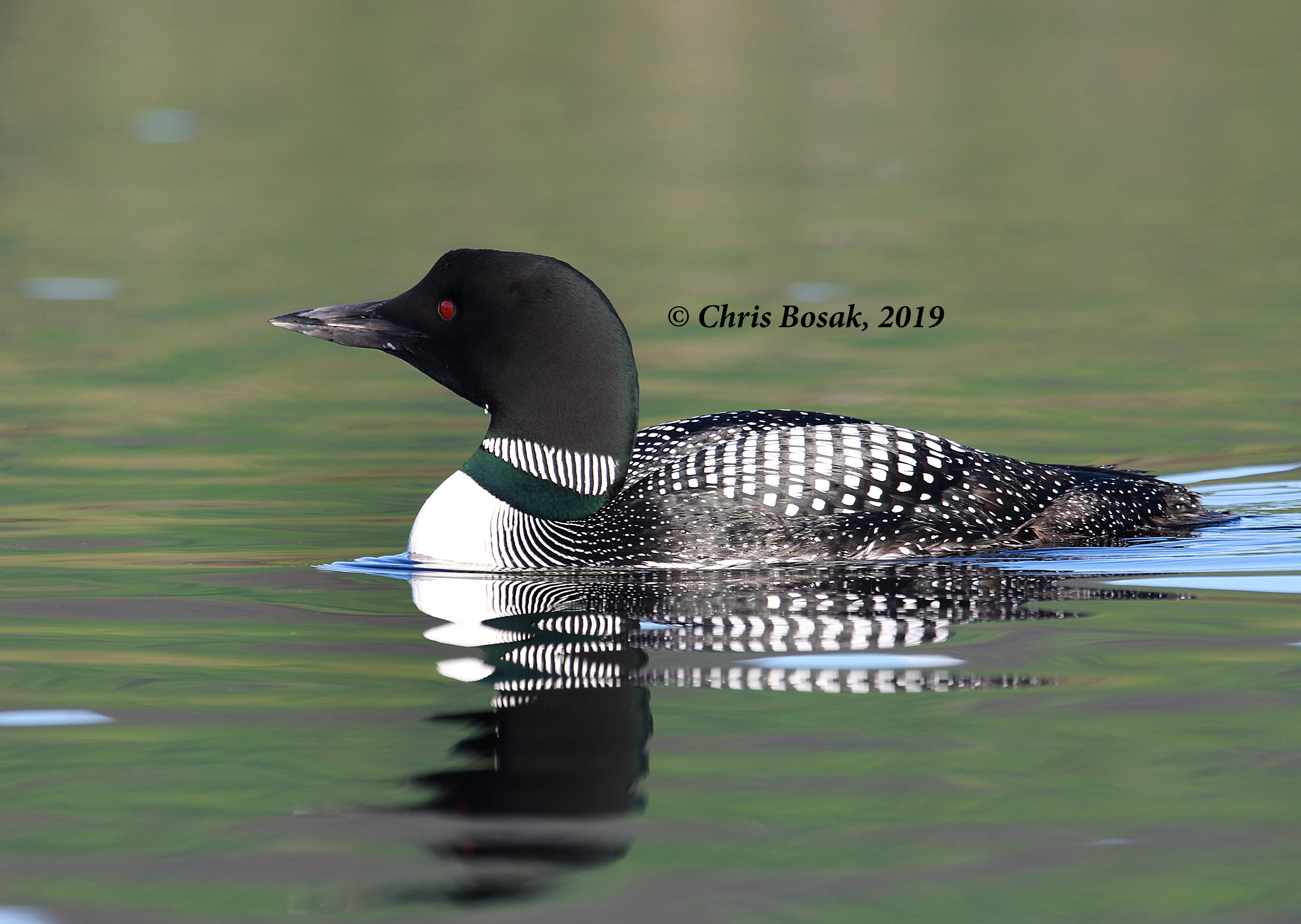 pillsbury state park loons | Birds of New England.com