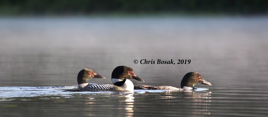 Father’s Day loon bonanza, part 2 | Birds of New England.com