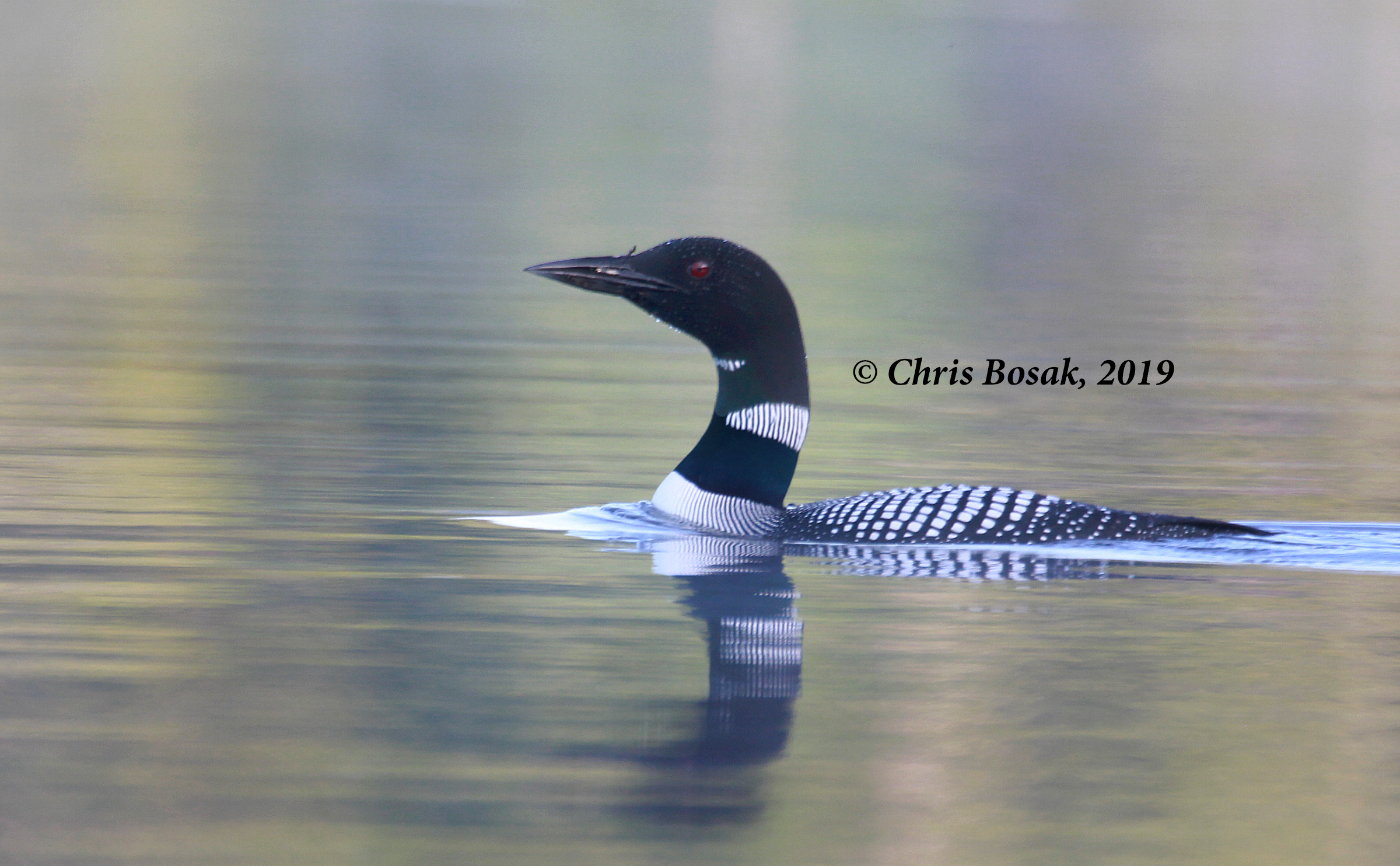 Father’s Day loon bonanza, part 3 | Birds of New England.com