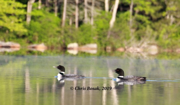 A brief return to radio to talk about, what else?, birds | Birds of New ...