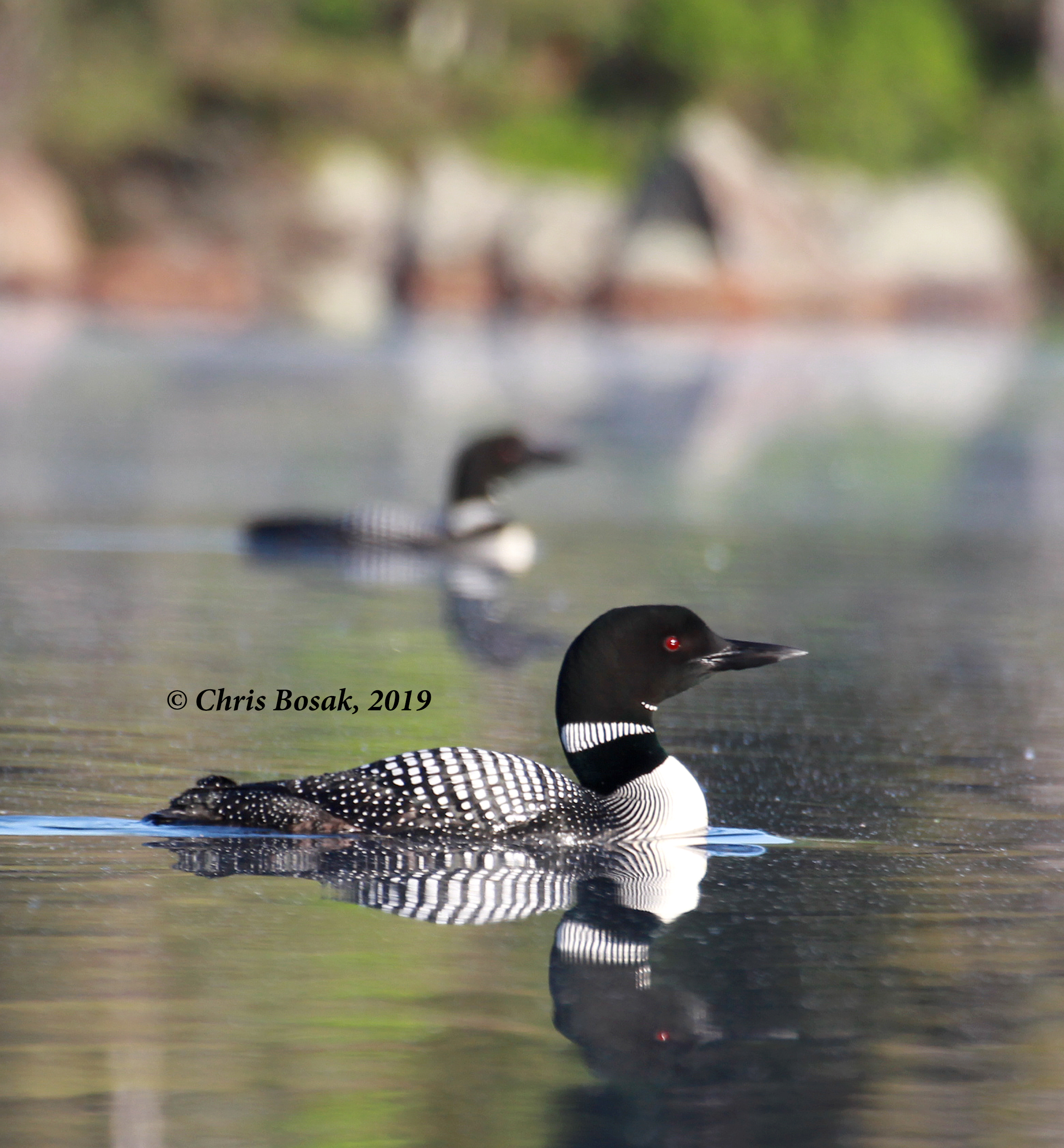 Father’s Day loon bonanza, part 4 | Birds of New England.com