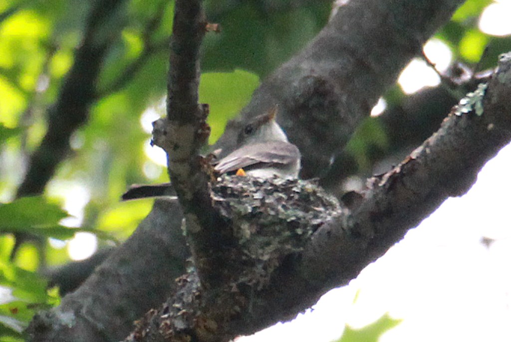 eastern wood-pewee nest | Birds of New England.com