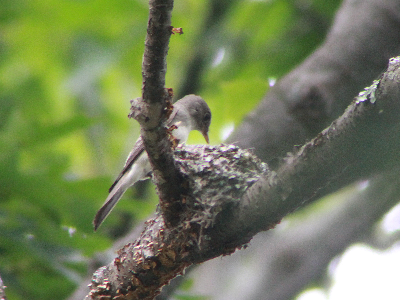 eastern wood-pewee nest | Birds of New England.com