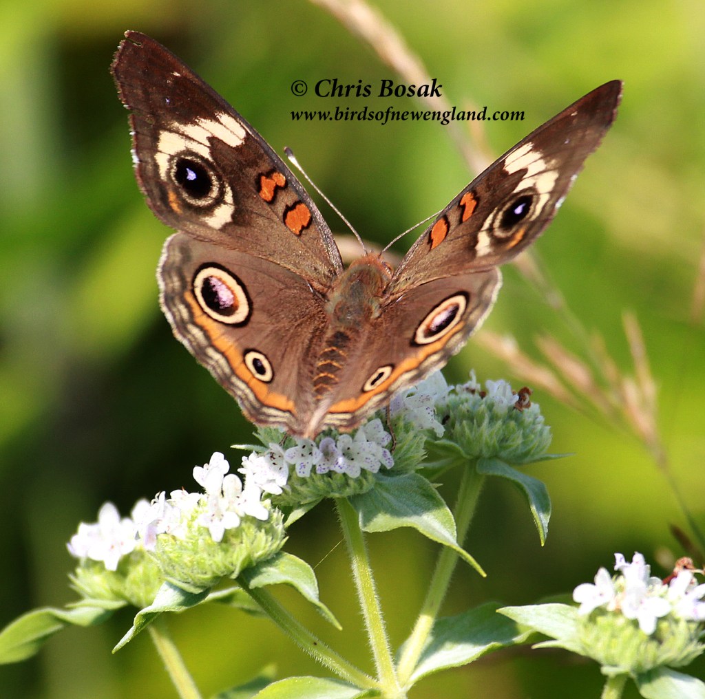 Butterfly Weekend: Common Buckeye | Birds of New England.com