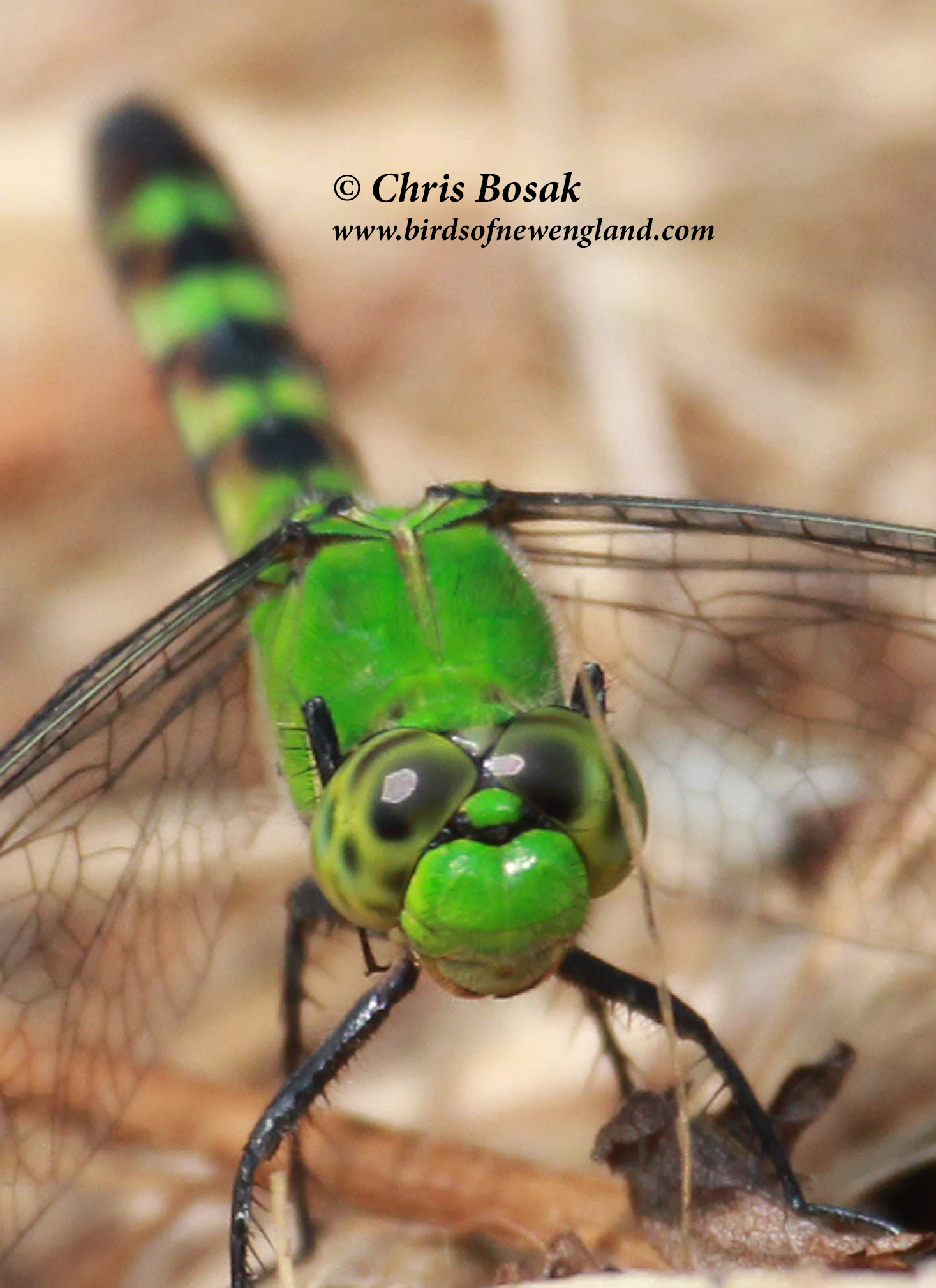 Dragonflies | Birds of New England.com
