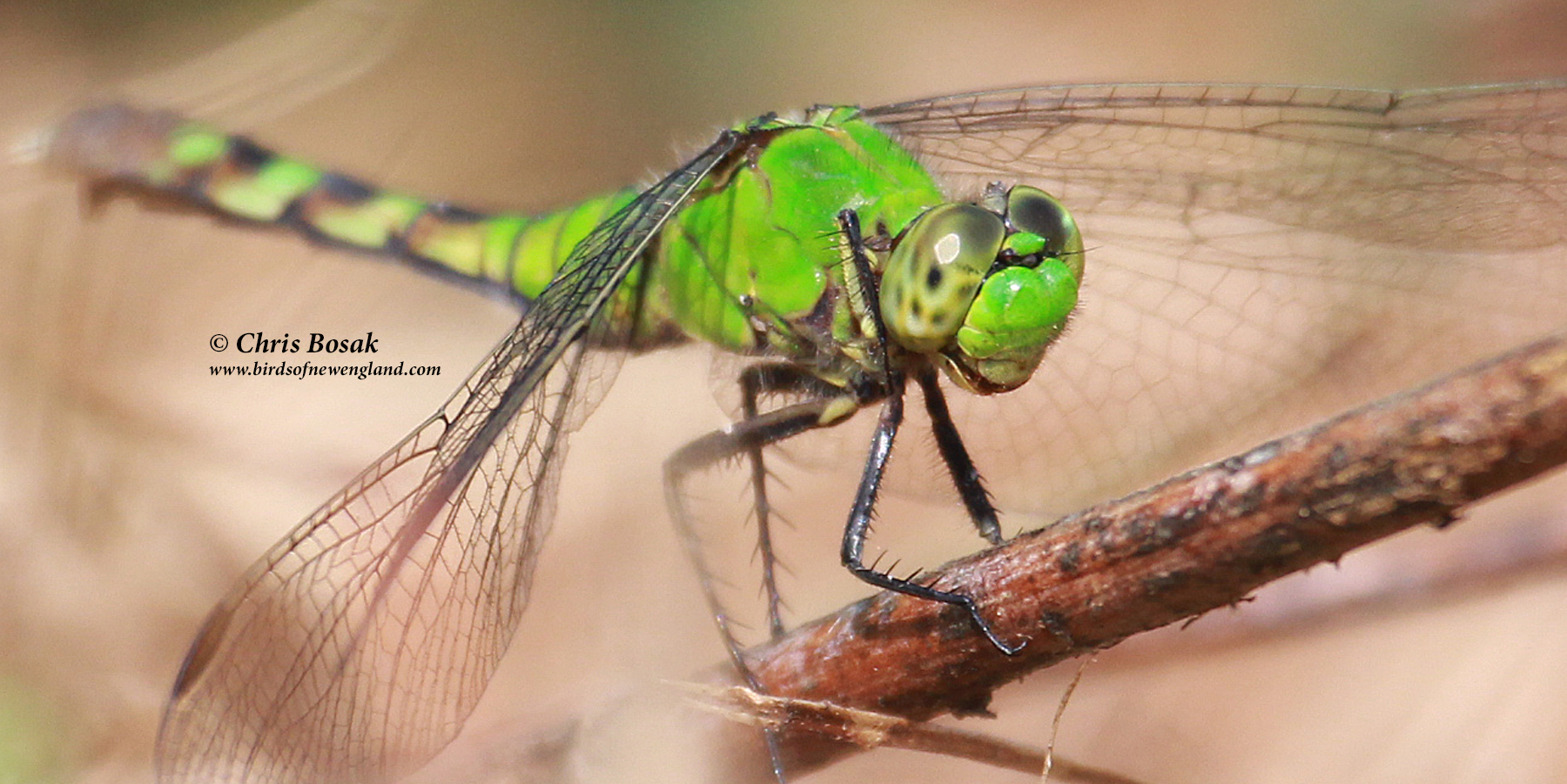 Dragonflies | Birds of New England.com