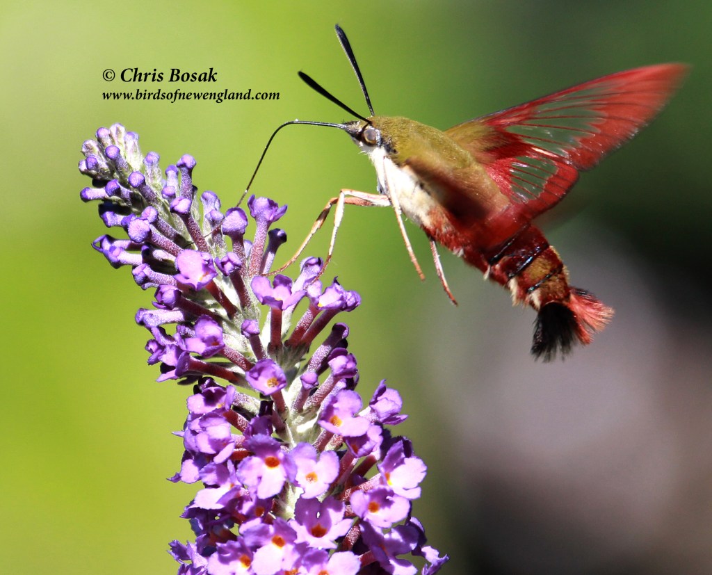 Stranger Things: Hummingbird moth | Birds of New England.com