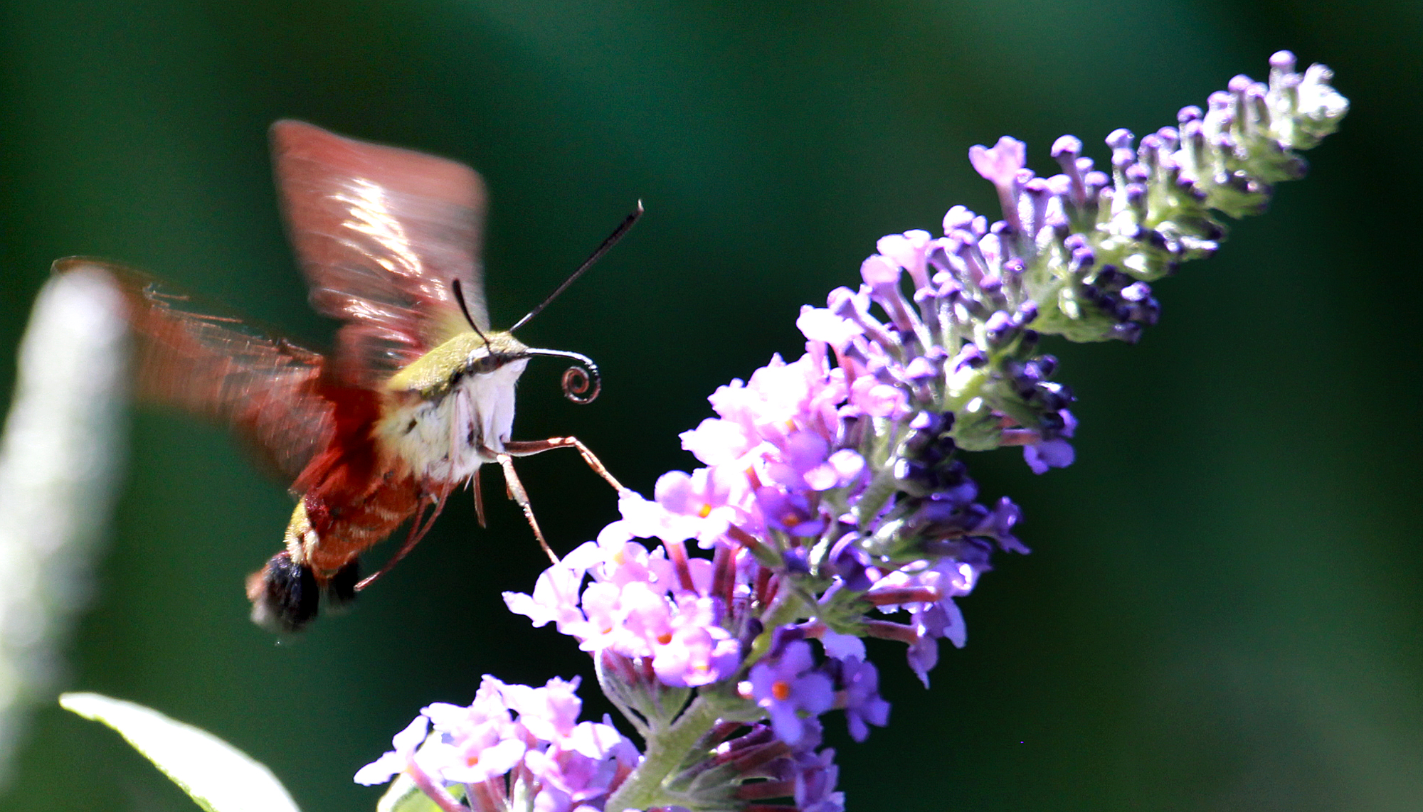 Stranger Things: Hummingbird moth | Birds of New England.com