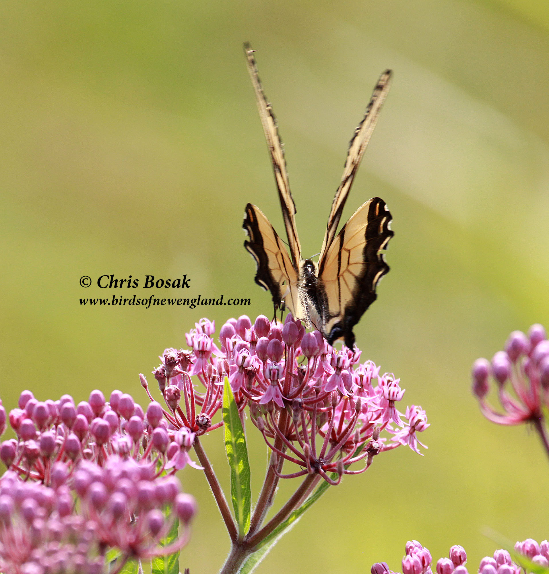 The four wings of a butterfly | Birds of New England.com