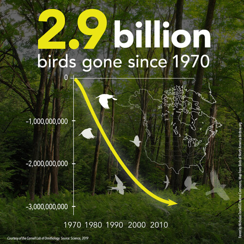Bird population decline fodder | Birds of New England.com