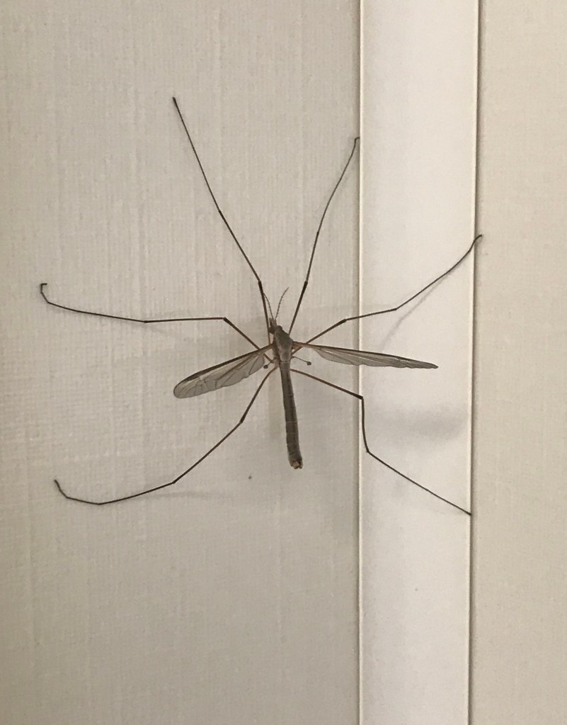 Stranger Things: Crane fly | Birds of New England.com