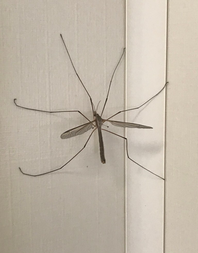 Stranger Things: Crane fly | Birds of New England.com