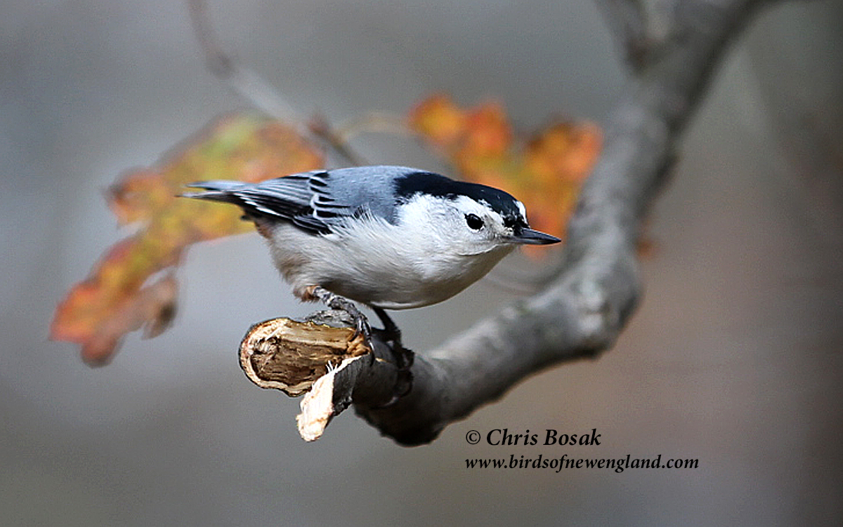 A nuthatch and a borrowed camera lens | Birds of New England.com