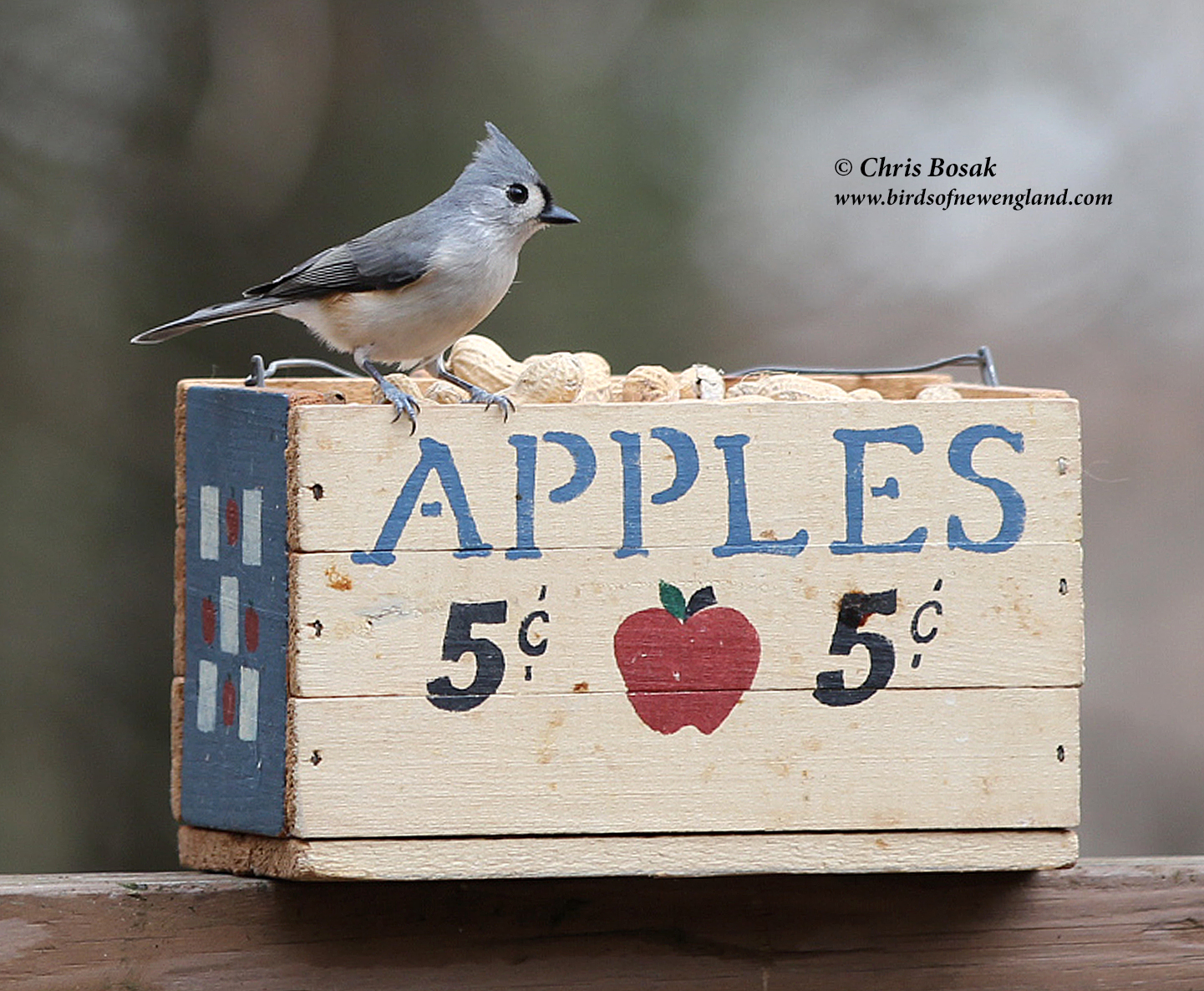 Another apple visitor | Birds of New England.com