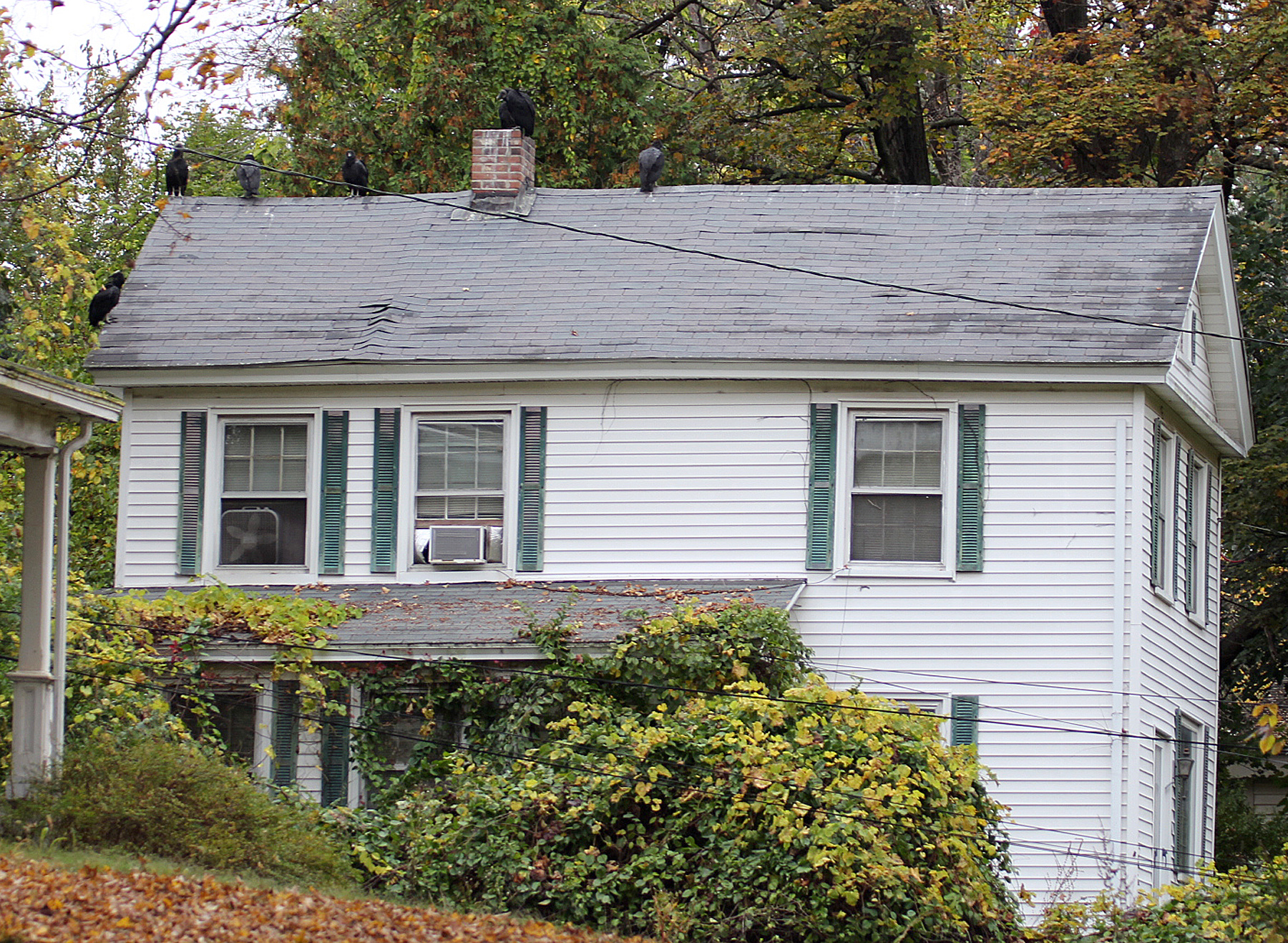 For the Birds: Vultures add to spooky scene | Birds of New England.com
