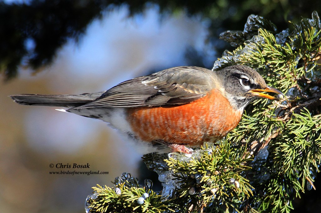 Camera at the ready | Birds of New England.com