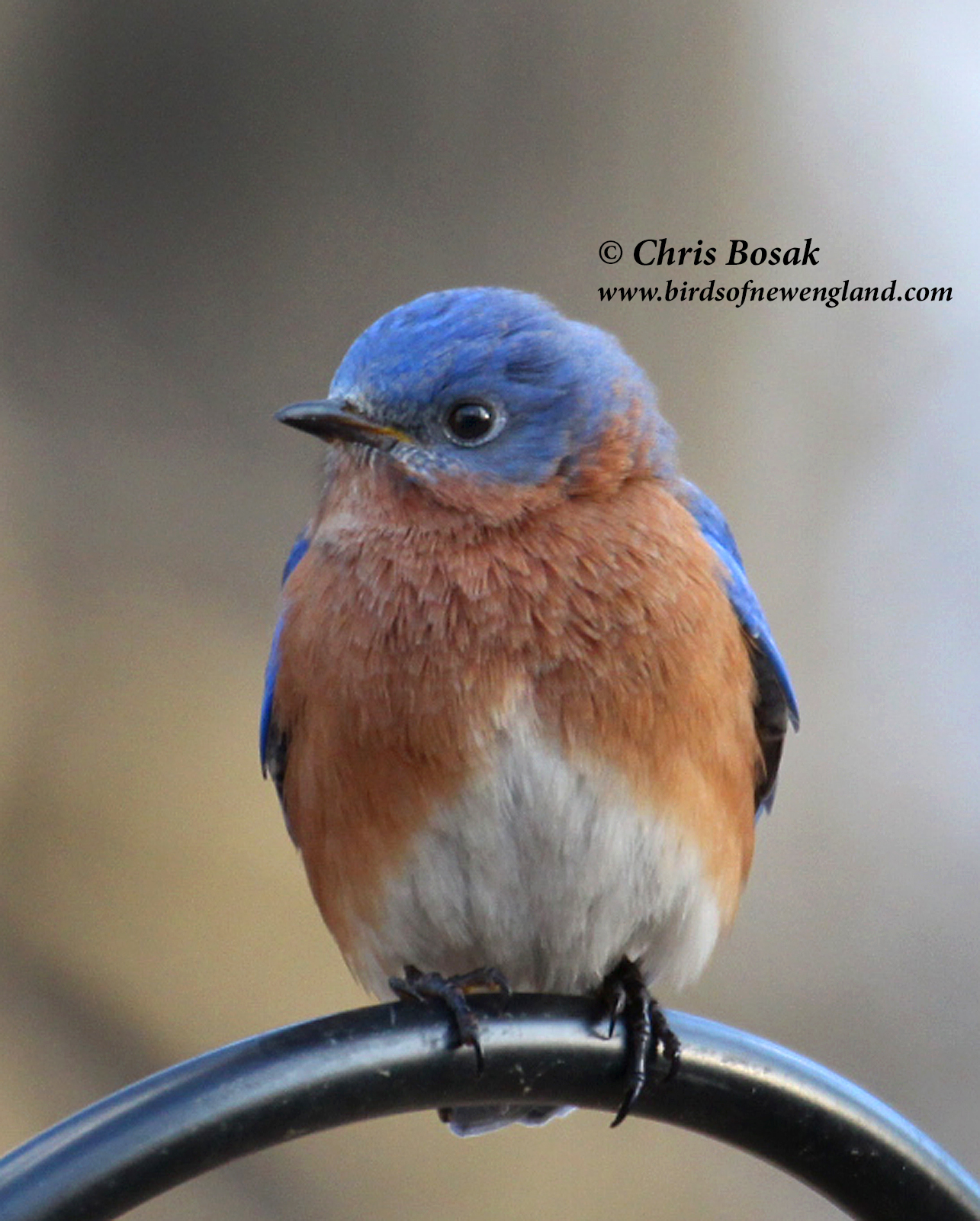 eastern bluebirds in winter | Birds of New England.com