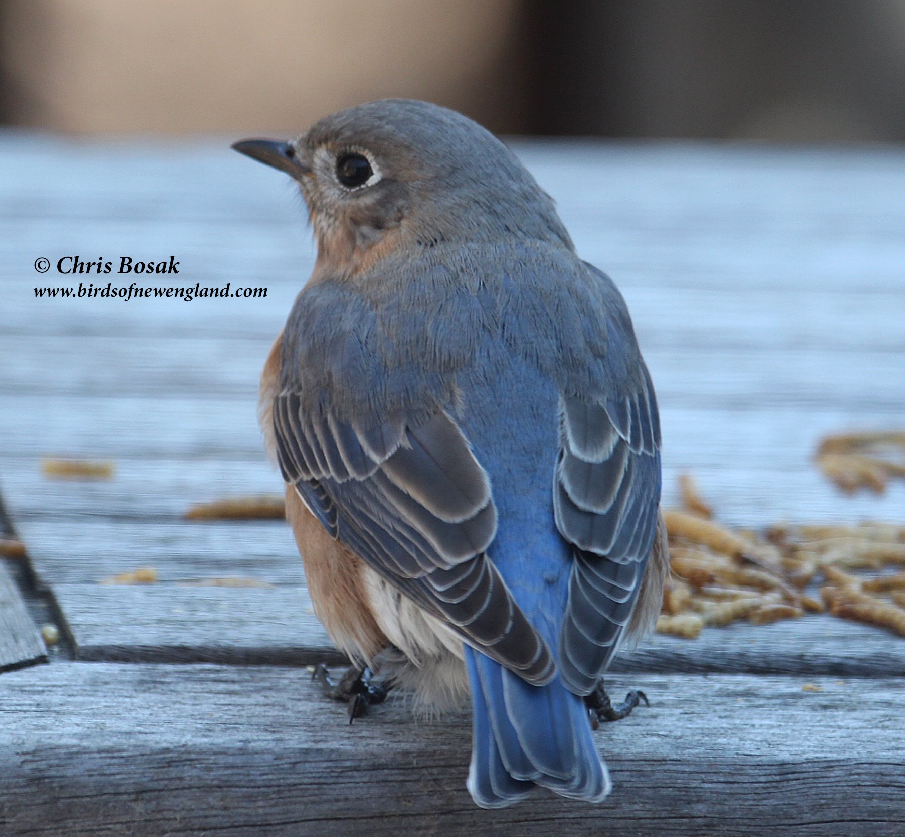Birds to brighten your day: Bluebird Days IV | Birds of New England.com