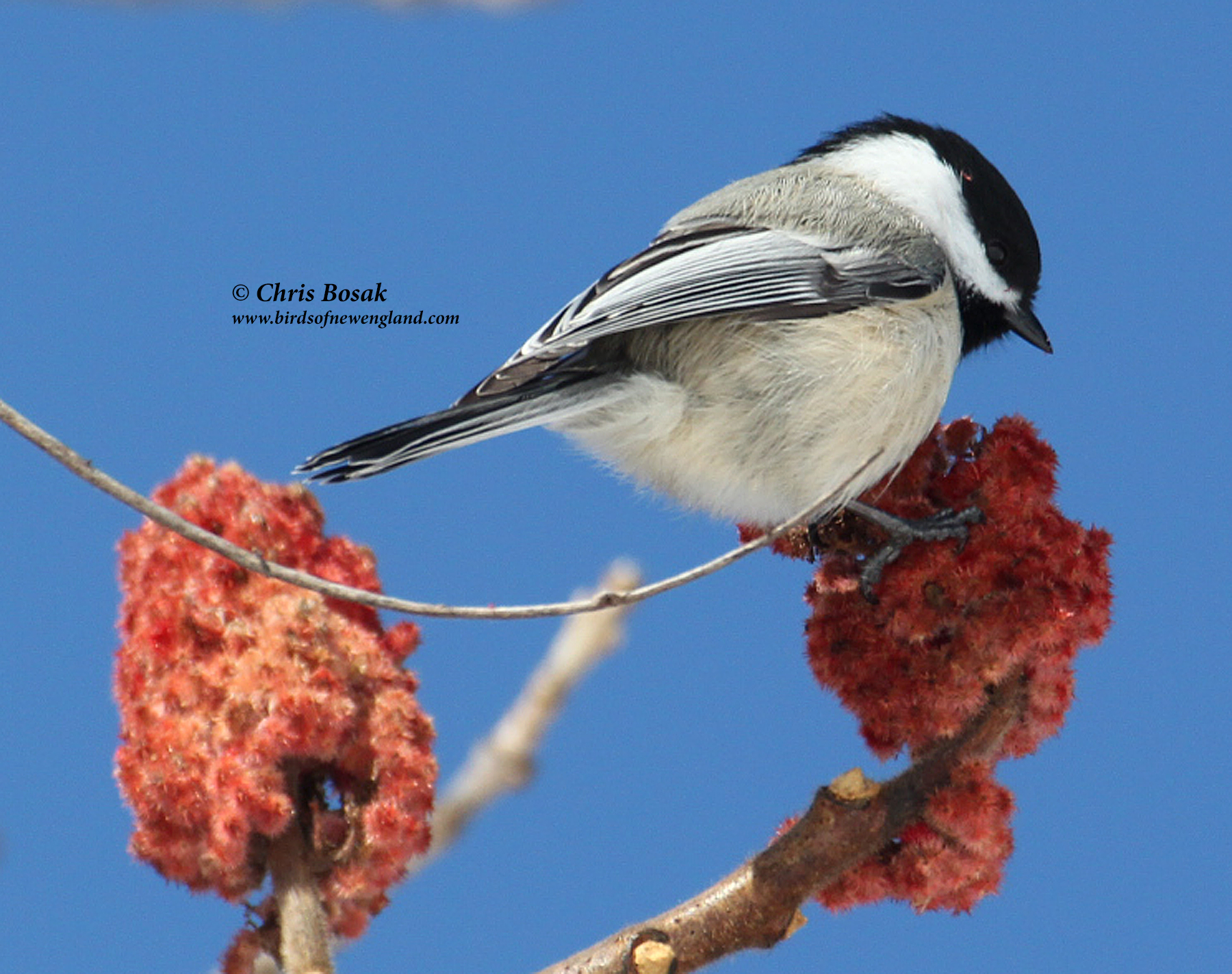 backyard birding | Birds of New England.com | Page 6