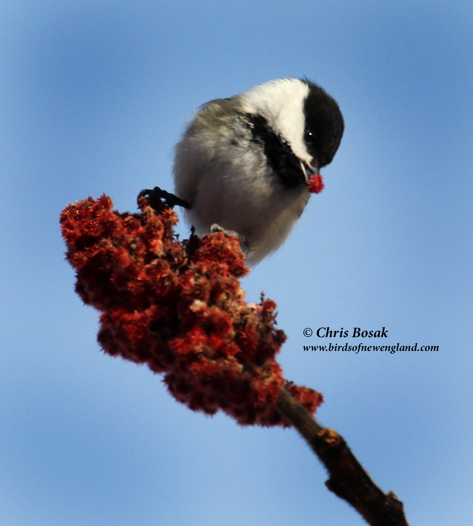 backyard birding | Birds of New England.com | Page 6