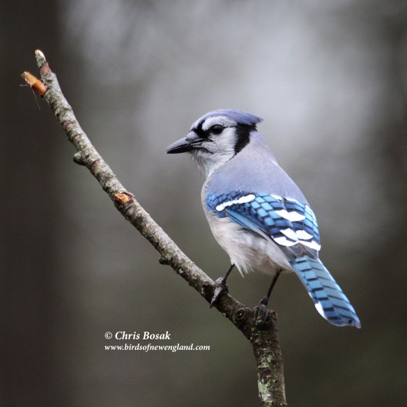 blue birds of new england | Birds of New England.com