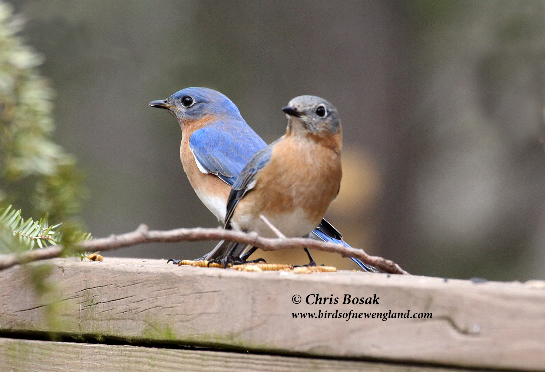 Birds to brighten your day: April 13 | Birds of New England.com