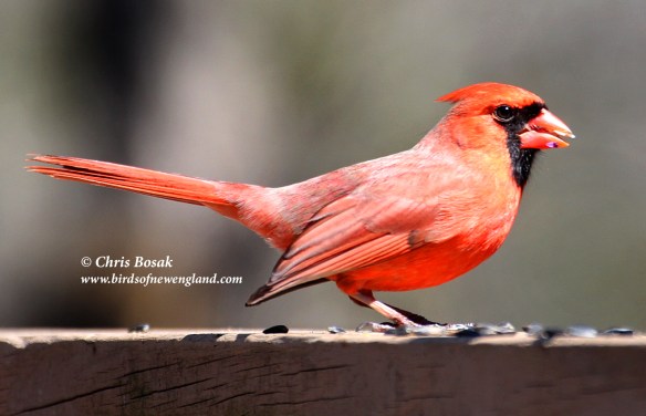 male northern cardinal | Birds of New England.com