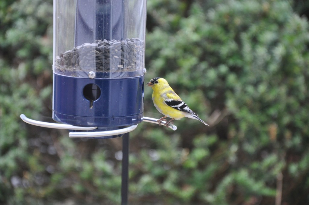 Reader submitted photos | Birds of New England.com