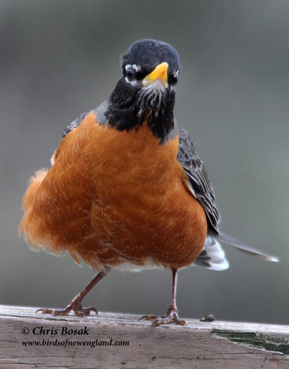 Birds to brighten your day: April 21 | Birds of New England.com