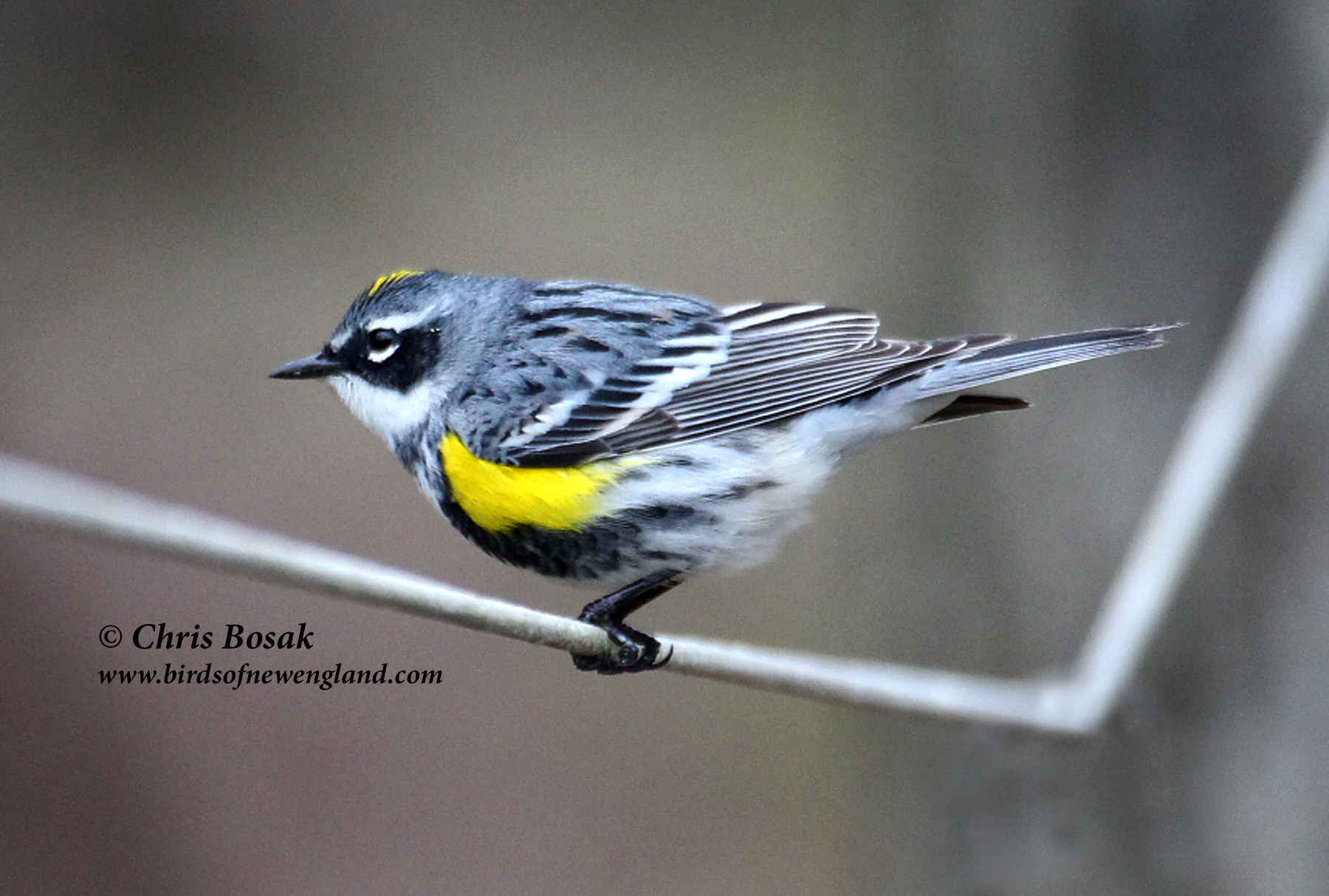 For the Birds: Patience is key, even though it’s hard | Birds of New ...