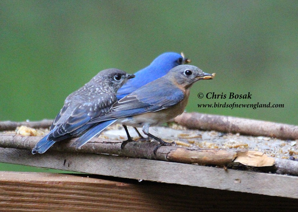bluebirds | Birds of New England.com | Page 2