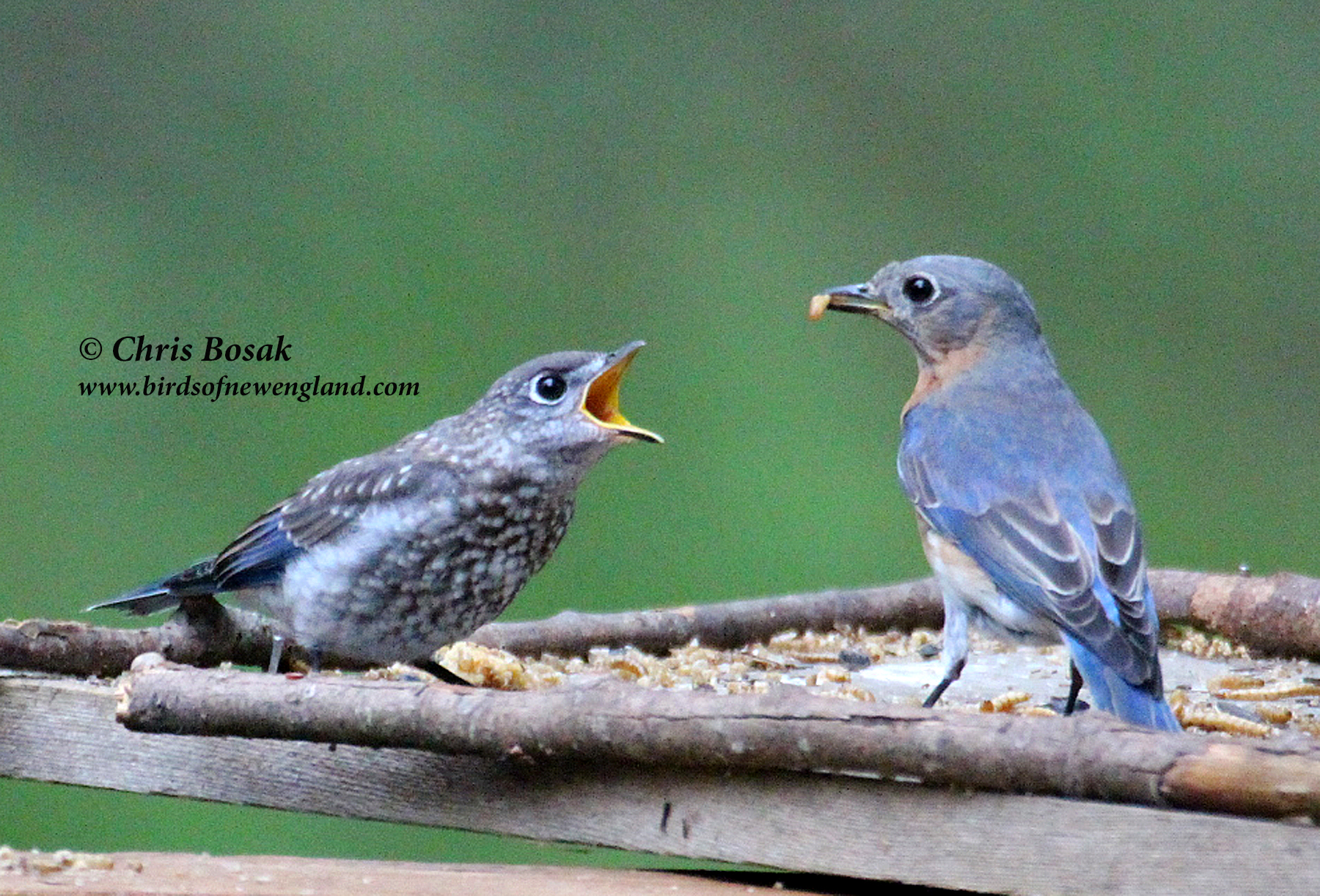 Bluebird youngster | Birds of New England.com