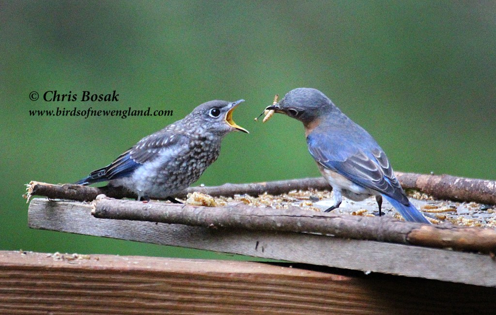bluebirds | Birds of New England.com | Page 2