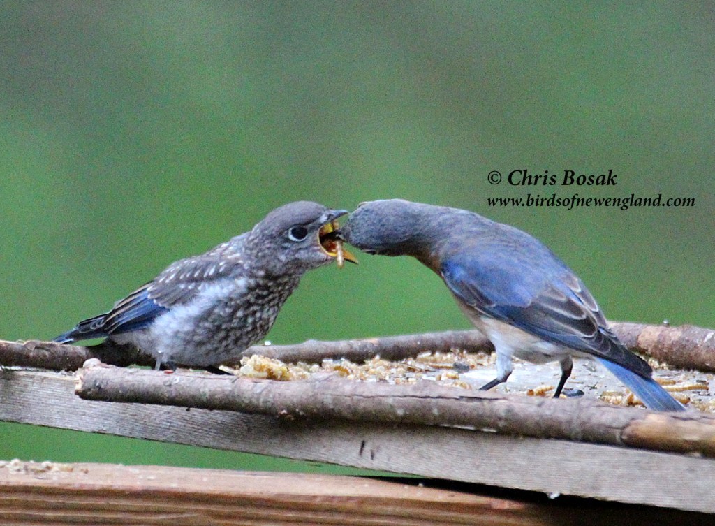 Bluebird youngster | Birds of New England.com