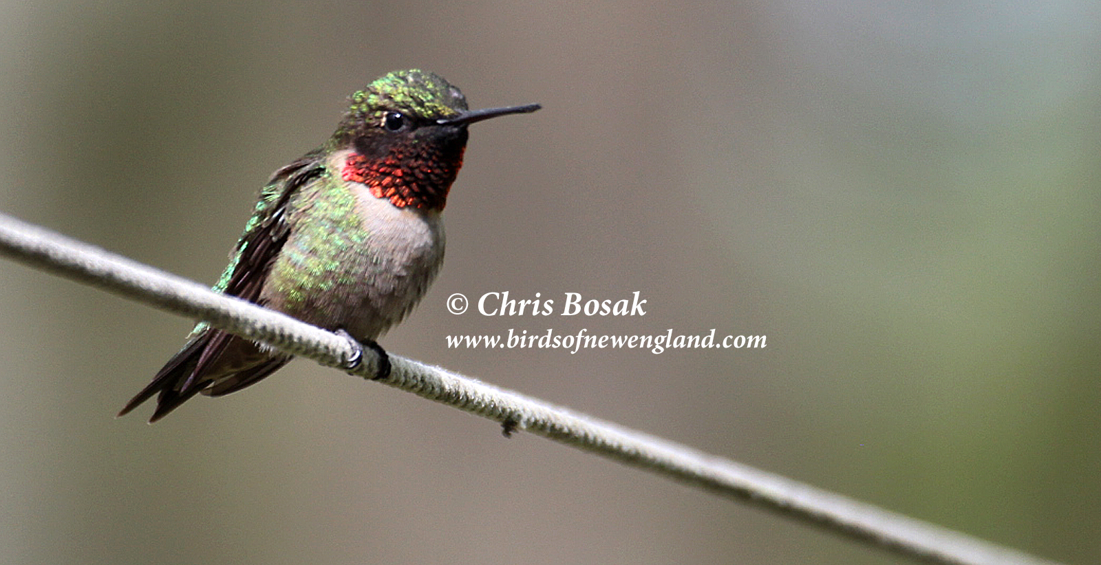 hummingbirds | Birds of New England.com | Page 2