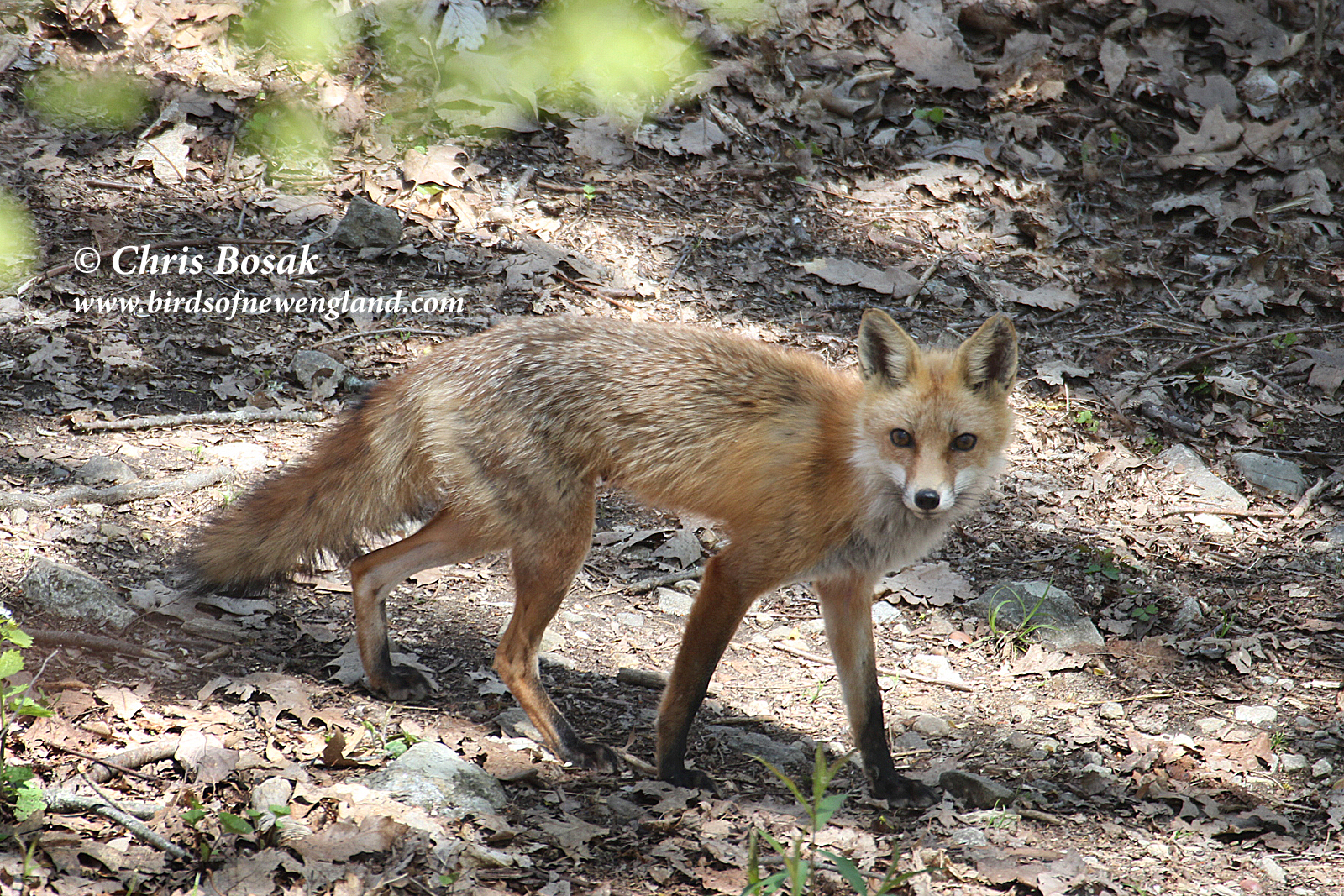 Follow up to this morning’s post: Red fox with mouth full of prey ...