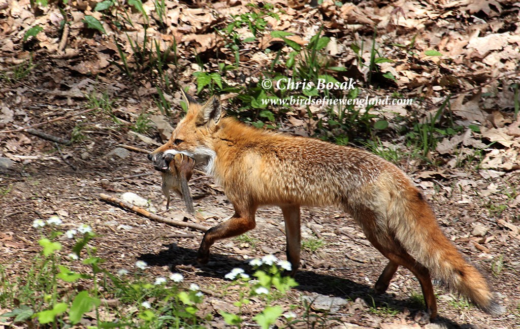 Follow up to this morning’s post: Red fox with mouth full of prey ...