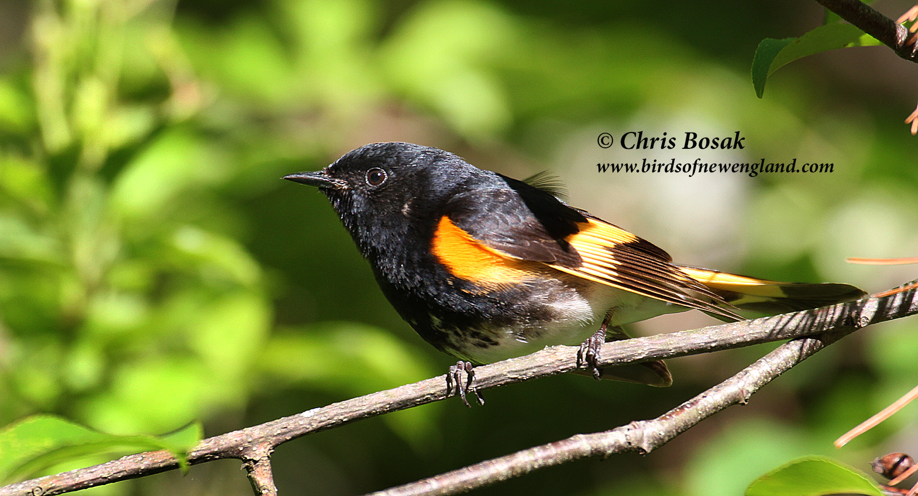 American redstart male and female | Birds of New England.com