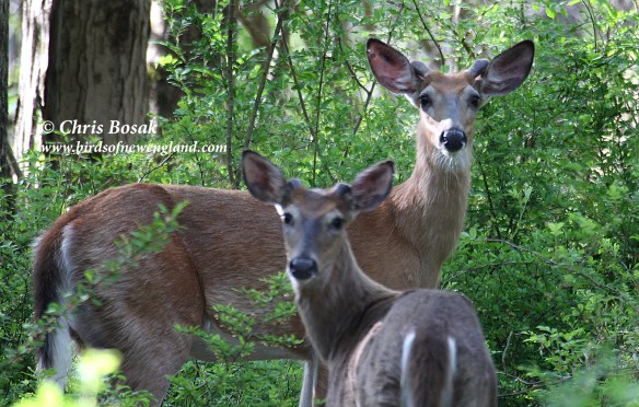 Young bucks | Birds of New England.com