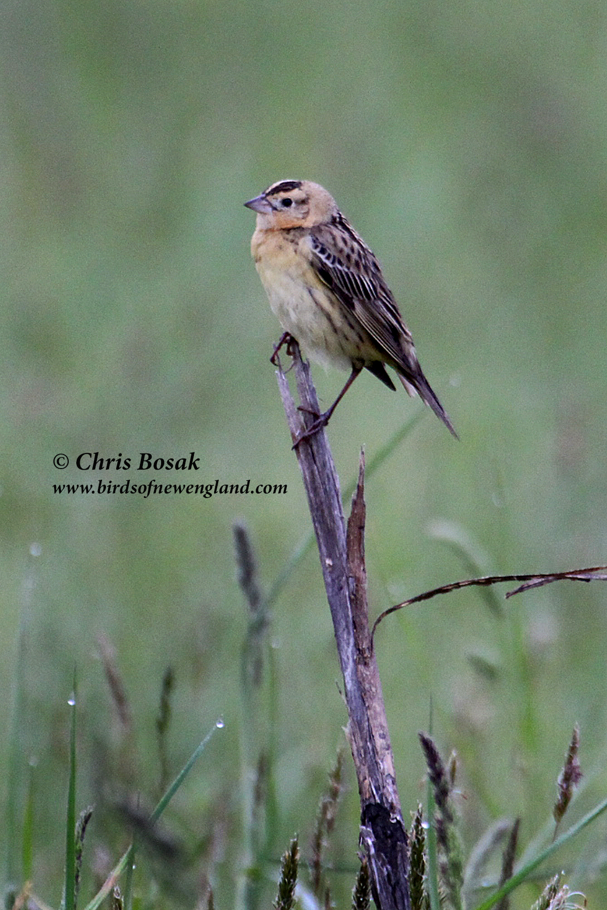 More dimorphism, this time with bobolinks | Birds of New England.com