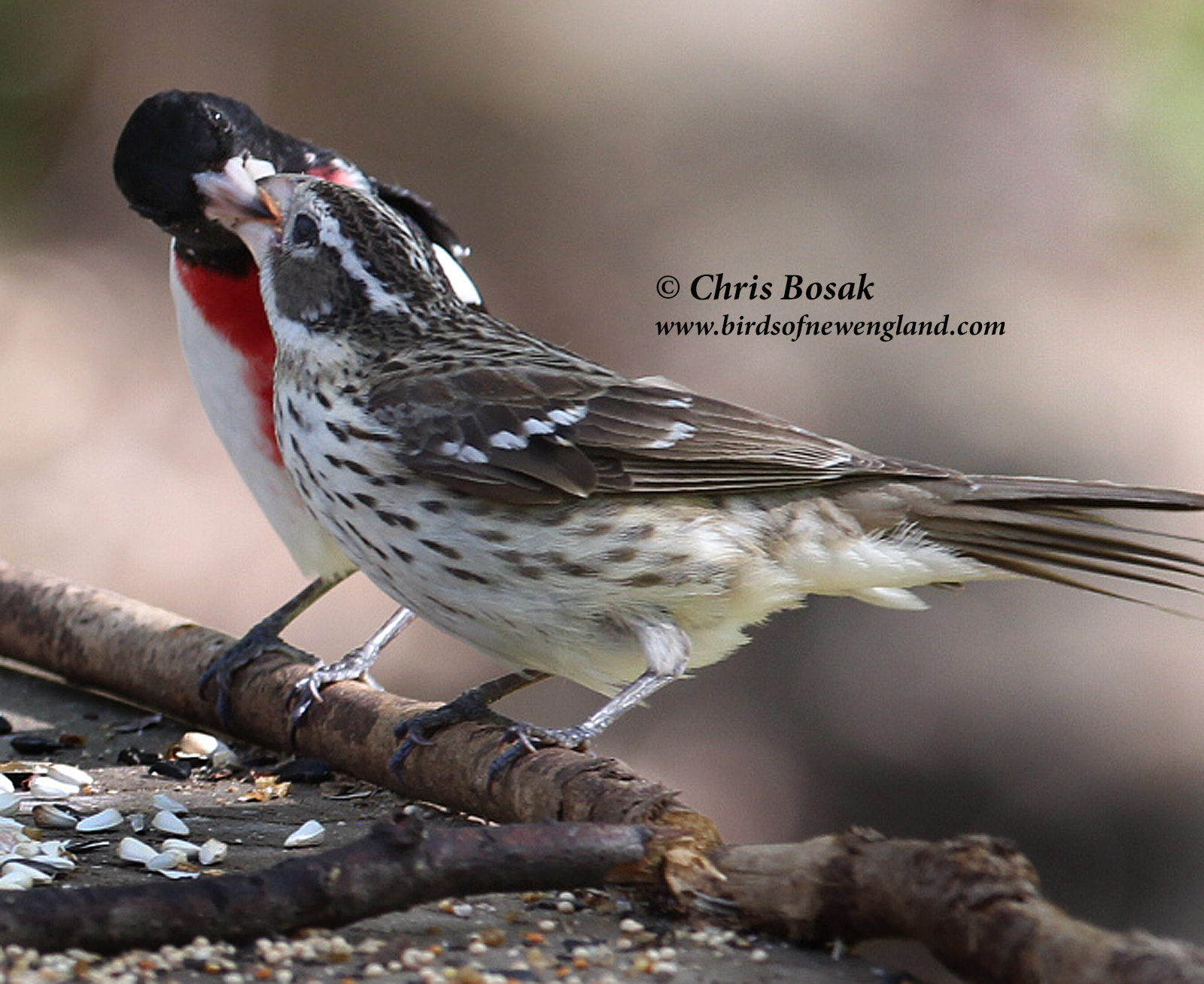 rose-breasted grosbeak | Birds of New England.com