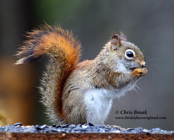 Red squirrel pays a visit | Birds of New England.com