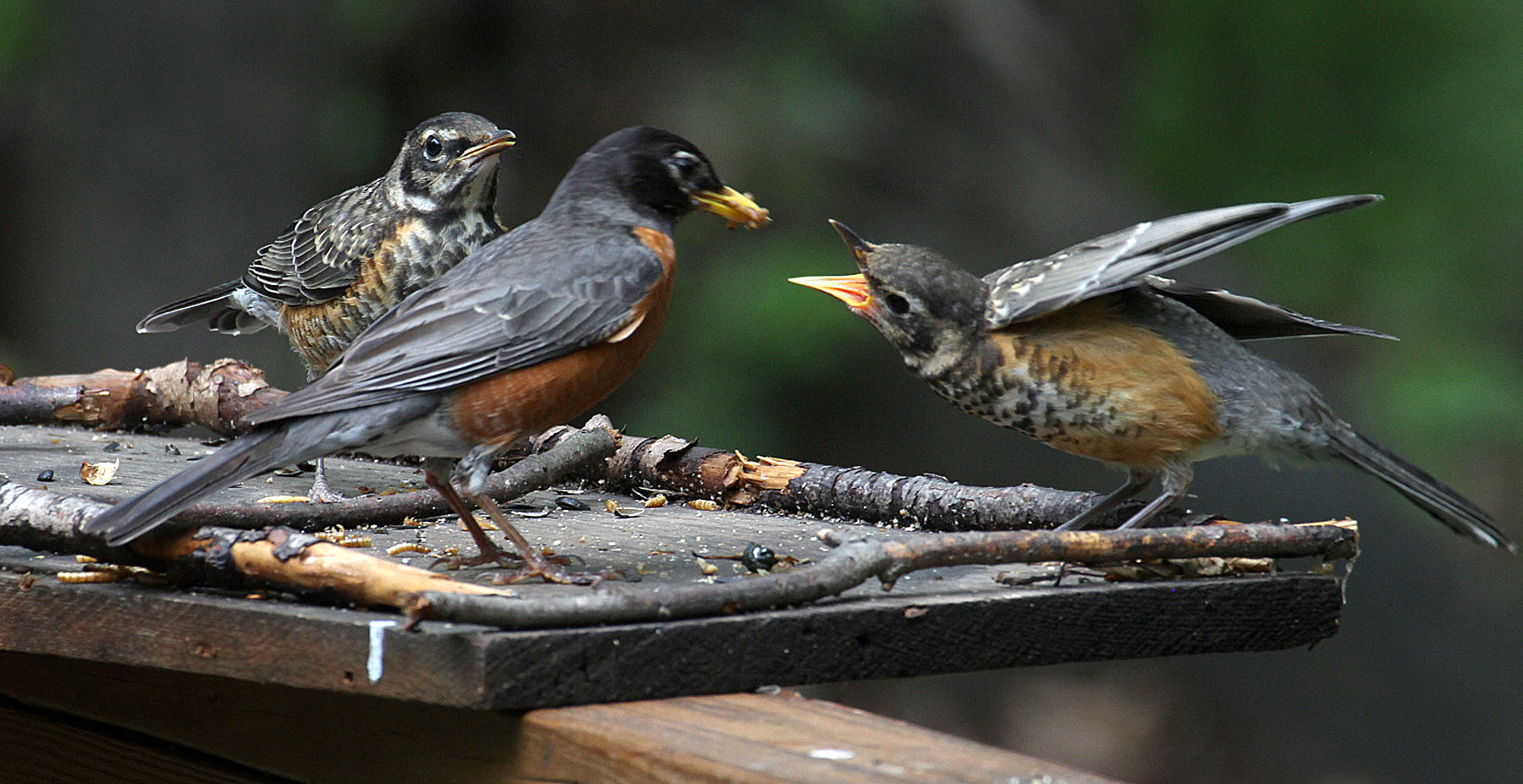 Feeding time for robins | Birds of New England.com