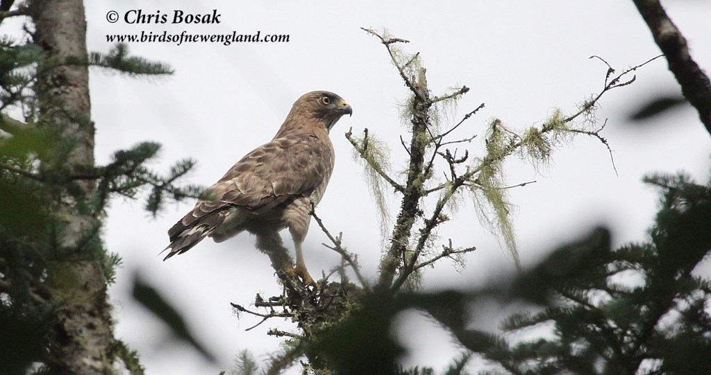 More from northern New England | Birds of New England.com