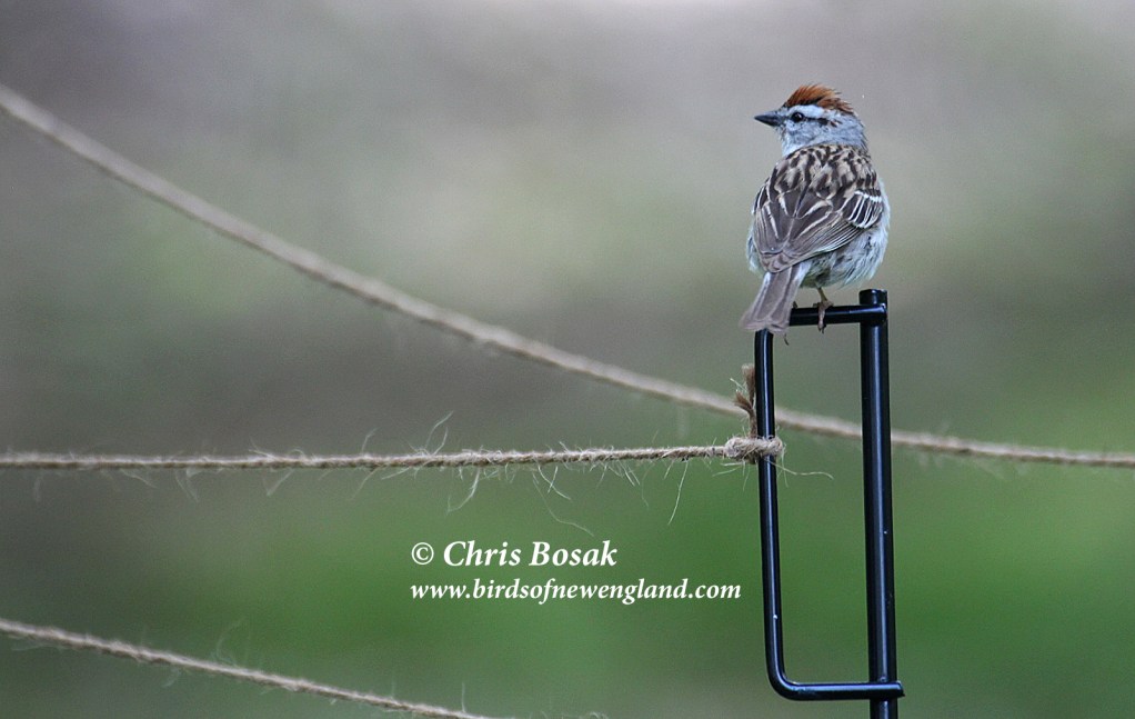 For the Birds: Chipping sparrow the source of the chirping | Birds of ...