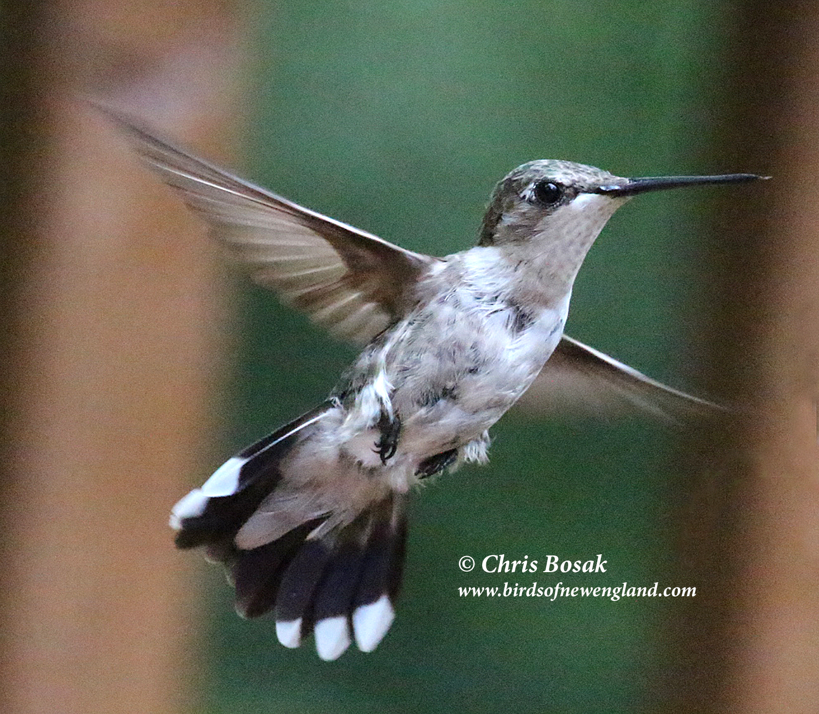 hummingbirds | Birds of New England.com | Page 2