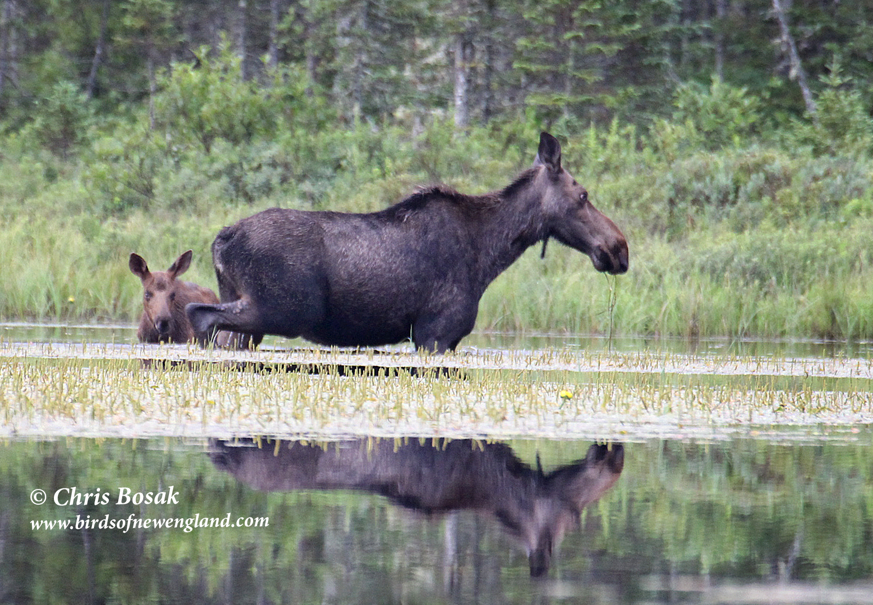 For the Birds: Thankful for a lone moose sighting | Birds of New ...