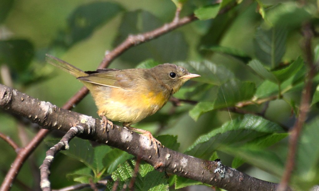 Yet even more from northern New Hampshire | Birds of New England.com